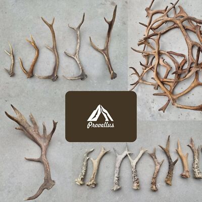 Fresh Wild Antlers Roe Deer Fallow Deer Reindeer Red Deer Antler Chew ...