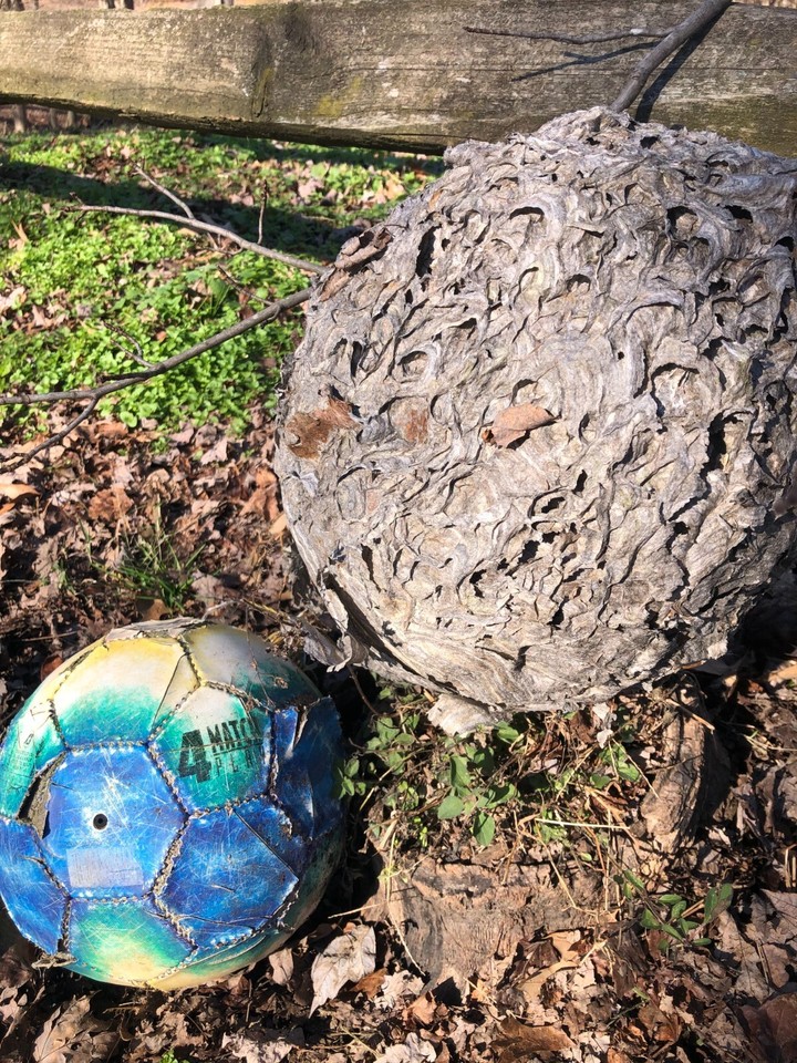 Huge natural very pretty gray Paper Wasp nest. 13x18 inches. On ...