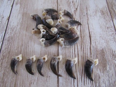 5 Drilled Fox Claws Taxidermy Jewelry Craft Projects Animal Bones Claws ...