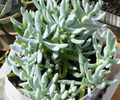 Senecio serpens succulent Blue Chalk Sticks 2 Cuttings/Rooted | eBay ...