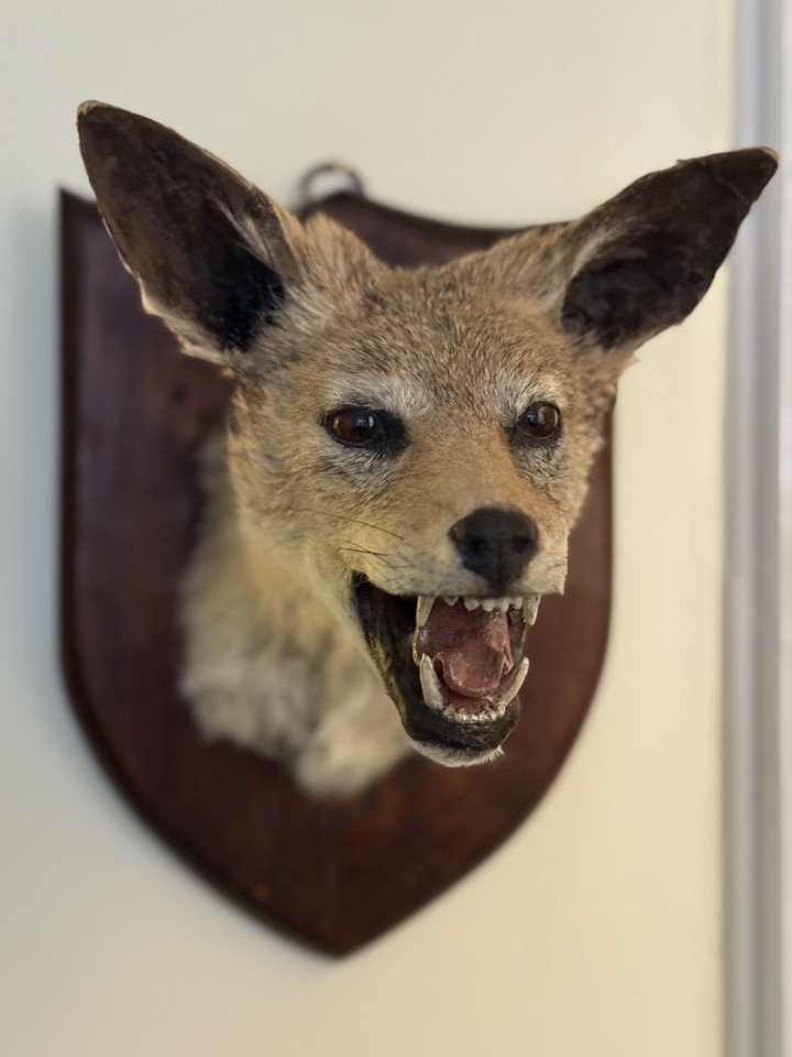 Taxidermy Golden Jackal Shoulder Mount | eBay UK