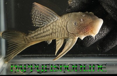 EXTREMELY RARE Chaetostoma tachiraense PLECO! MASSIVE LIVE FISH! 8-10 ...