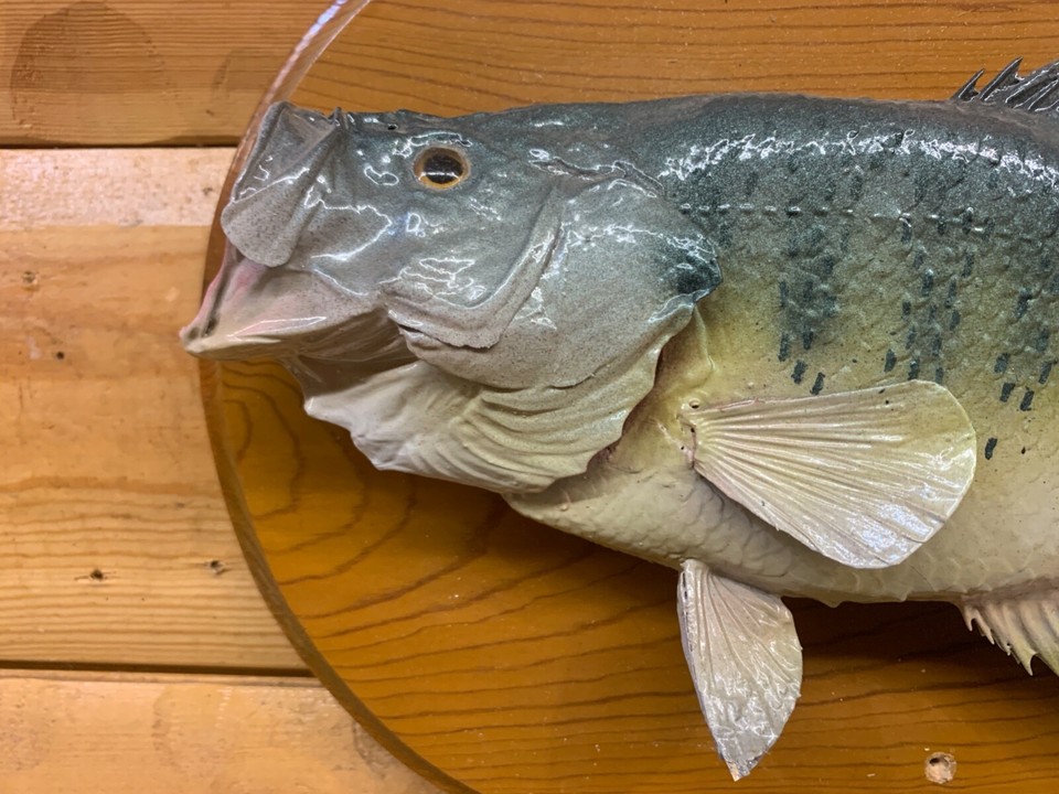 Real Skin Mount Crappie Panfish Bluegill Perch Bass Fish Taxidermy FC8 ...