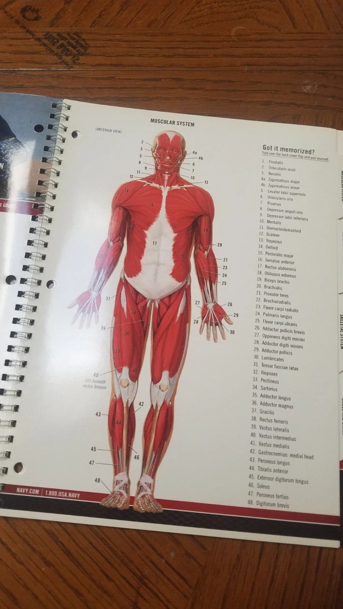 Naval Anatomy