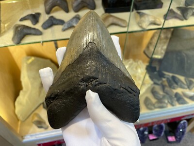 MEGALODON TOOTH WALL DISPLAY DINOSAUR FOSSIL JURASSIC | eBay