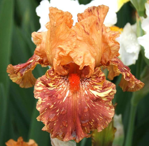 "Cheetah Cheese" Tall Bearded Iris Rhizome | eBay