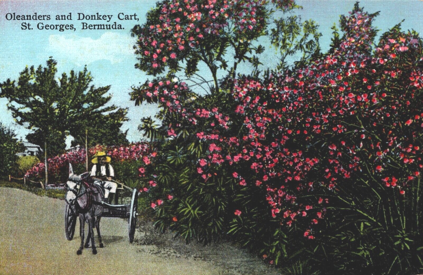 Bermuda Oleanders and Donkey Cart St Georges Linen Postcard 05.32 | eBay