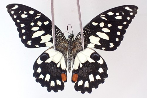 PA12778. Unmounted butterflies: Papilio sp. Vietnam. Nghe An | eBay
