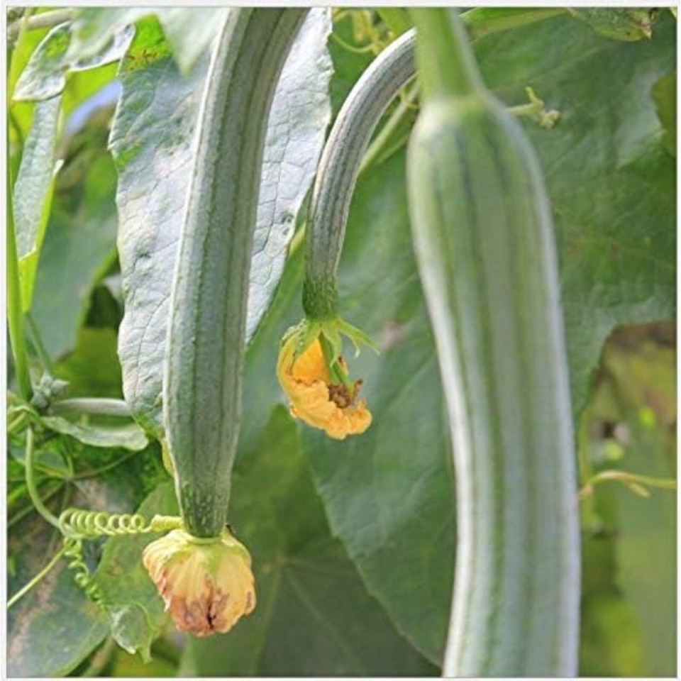 30pcs Super Long Luffa Gourd Seeds - Non-GMO, Loofah Sponge Gourd Seeds ...