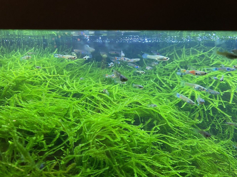 Live Purebred Endler Guppies 12 Pack- 5 F, 7M Plus Free Java Moss And ...
