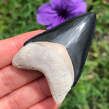 Hooked On Shark Teeth | eBay Stores