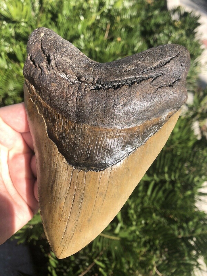 6 1/4/ Inches Monster Megalodon Shark Tooth Record Size Museum Fossil ...