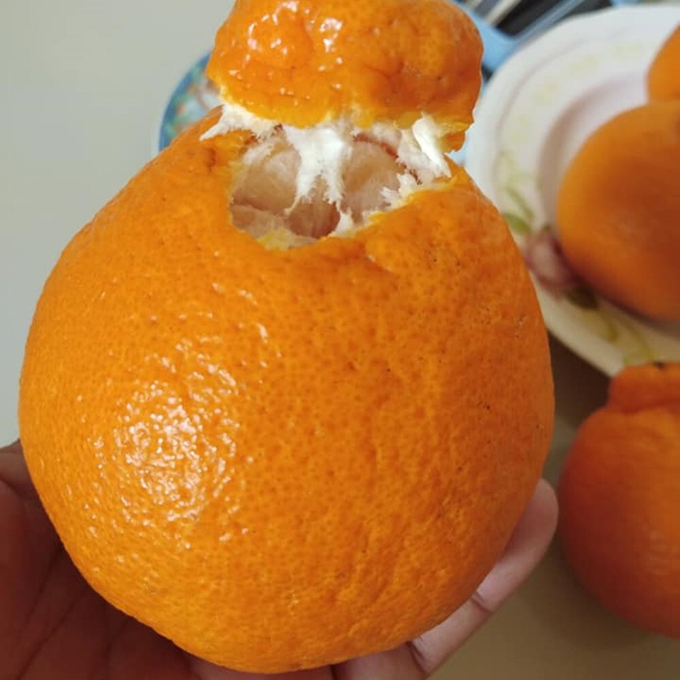 Dekopon Orange Grafted Plant Sumo Shiranui Mandarin Fruit Tree Tall 20 ...