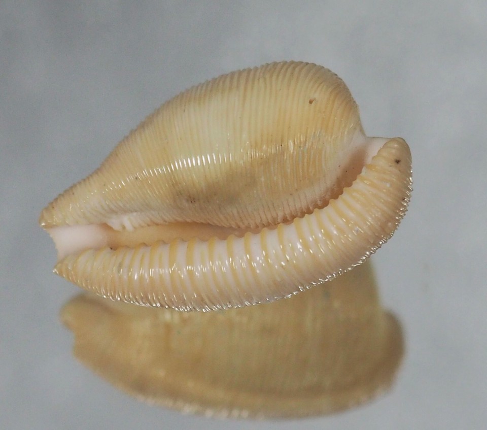 CYPRAEA CAPENSIS FISH RIVER FORM | eBay