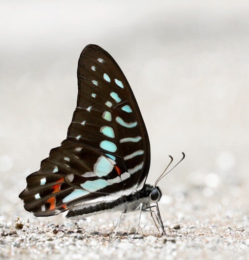 1 Graphium Meyeri Sulawesi from Indonesia wings closed A1 Taxidermy art | eBay