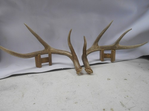 GIGANTIC 134" TYPICAL 4x3 WHITETAIL DEER sheds Antlers mule 5 YEARS OF ...