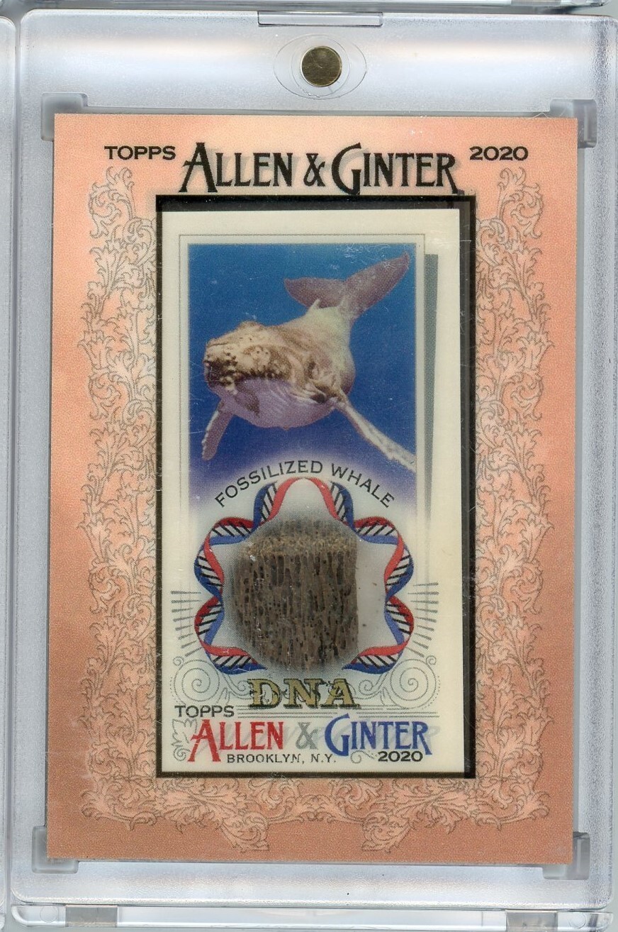 FOSSILIZED WHALE 2020 Topps Allen & Ginter DNA Fossil Relic MDNAR-FW ...