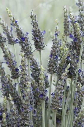 Lavender Woolly Lavender L. lanata 250 seeds | eBay