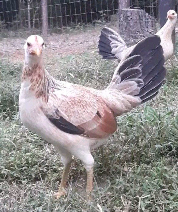 10 CHICKEN HATCHING EGGS | eBay