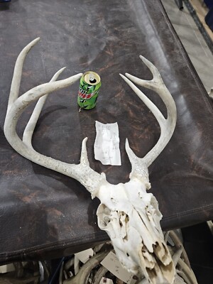 Wild 8 Point Whitetail Deer Antler Rack Horn Skull European Mount Man ...