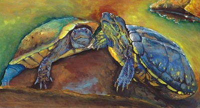 PAINTED TURTLE Signed Wildlife Art PRINT of Original Painting Artwork ...