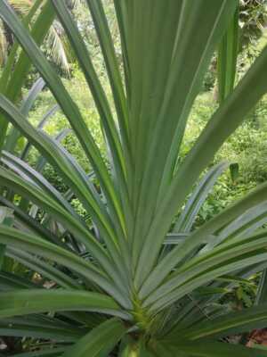 Dried Pandan Leaves Organic Rampe Pandanus Plants Leaves from Sri Lanka ...