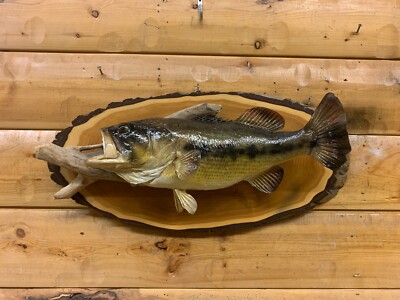 Taxidermy - Largemouth Bass Taxidermy Mount