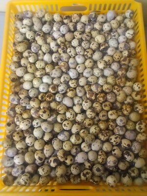 100+ extras brown pharaoh coturnix quail hatching eggs for sale | eBay