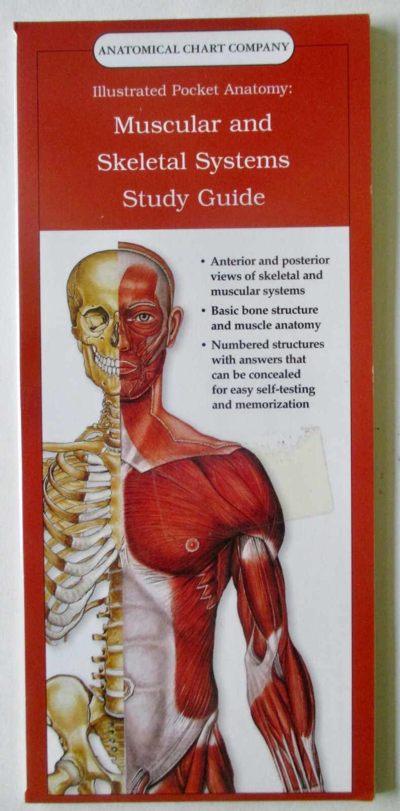 Anatomy Easy Memorization Guide
