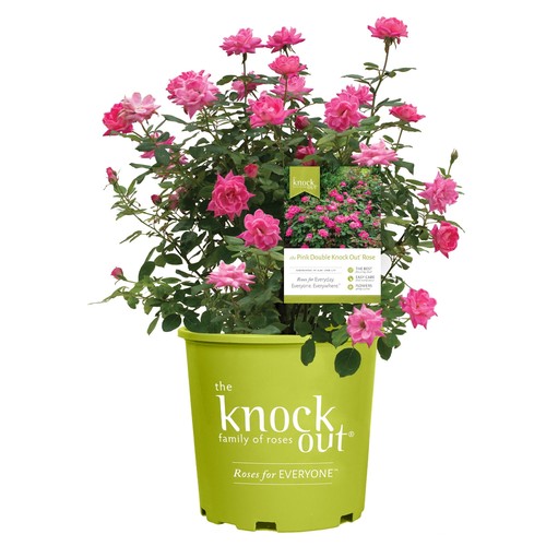 The Knock Out® Family of Roses 'The Pink Double Rose' Live Shrub Grower ...