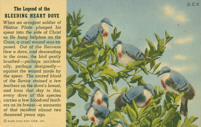 Postcard Bleeding Heart Dove Bird Legend A1409 Legend | eBay