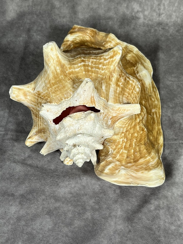 Natural Conch Shell 8.5 Inches Large Great Color | eBay