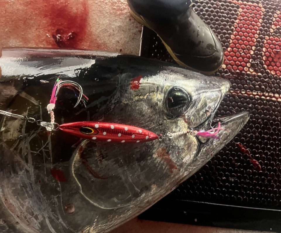 NEW ! 400g BLUEFIN TUNA KNIFE JIGS - Eddie Bomb Heavy Bft Vertical Flat ...