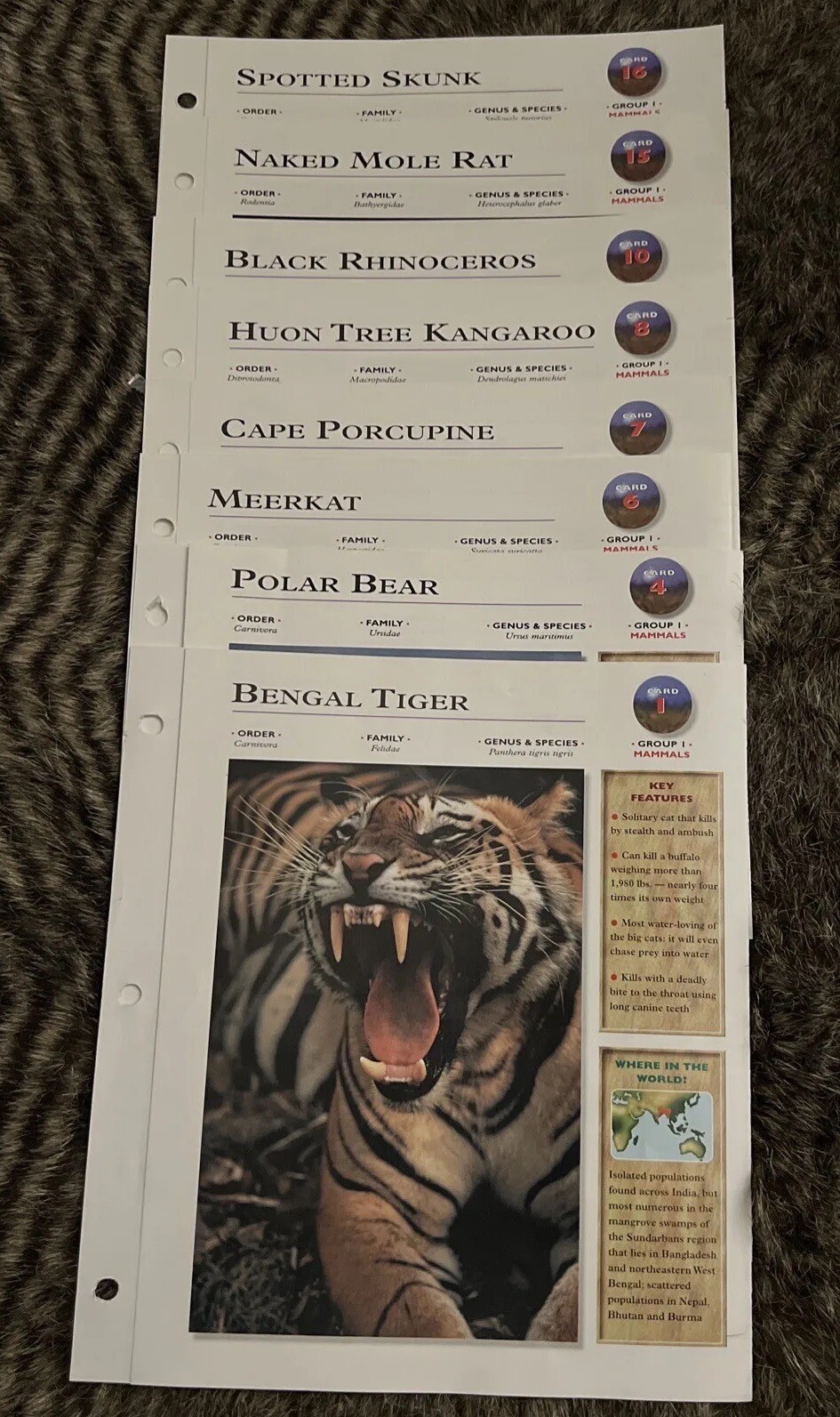 Set Of 8 - 1998 Wildlife Explorer Fold-out Binder Cards Group 1 Mammals ...