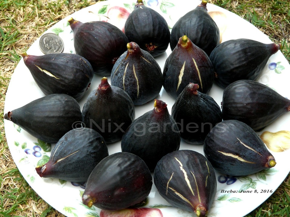 "LEBANESE BLACK/PURPLE" HEIRLOOM FIG TREE (2) LIGNIFIED Cuttings ...