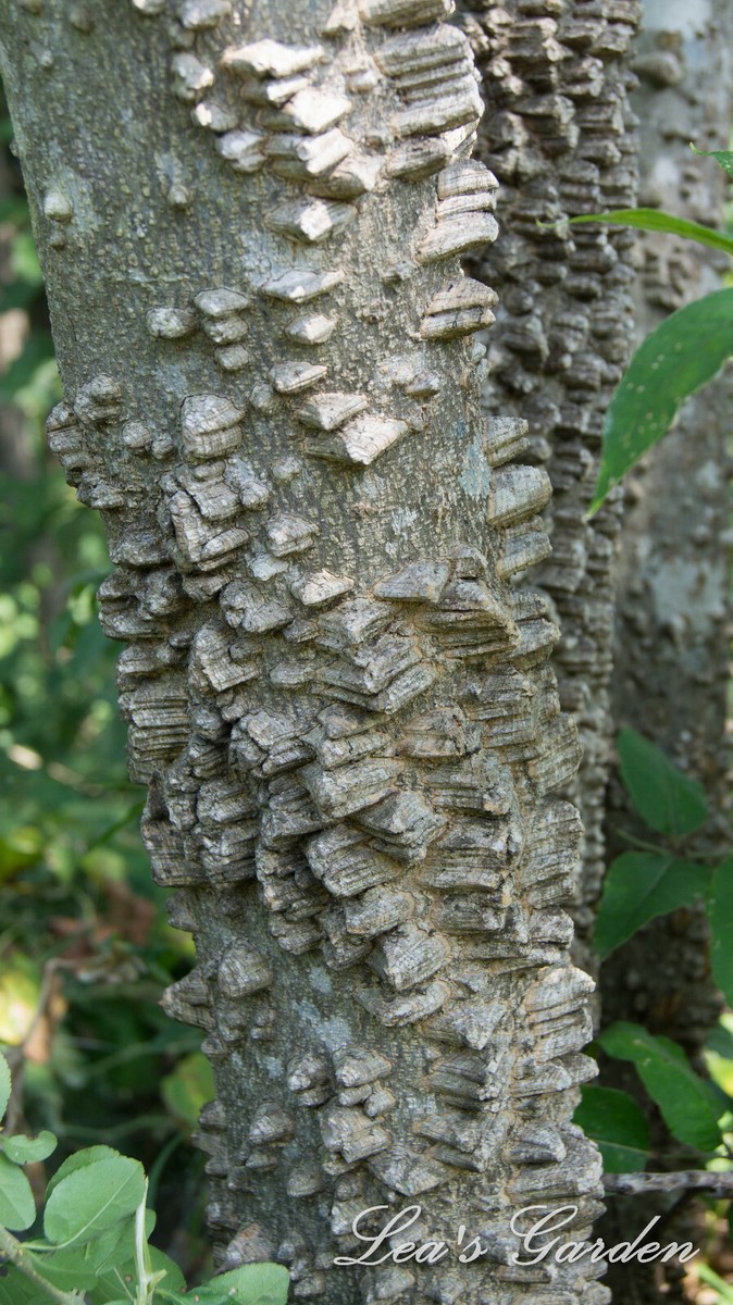 Zanthoxylum Clavaherculis Materia Medica