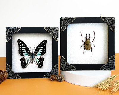 Framed Pinned Butterfly & Beetle Real Insects Bugs Collections Home ...