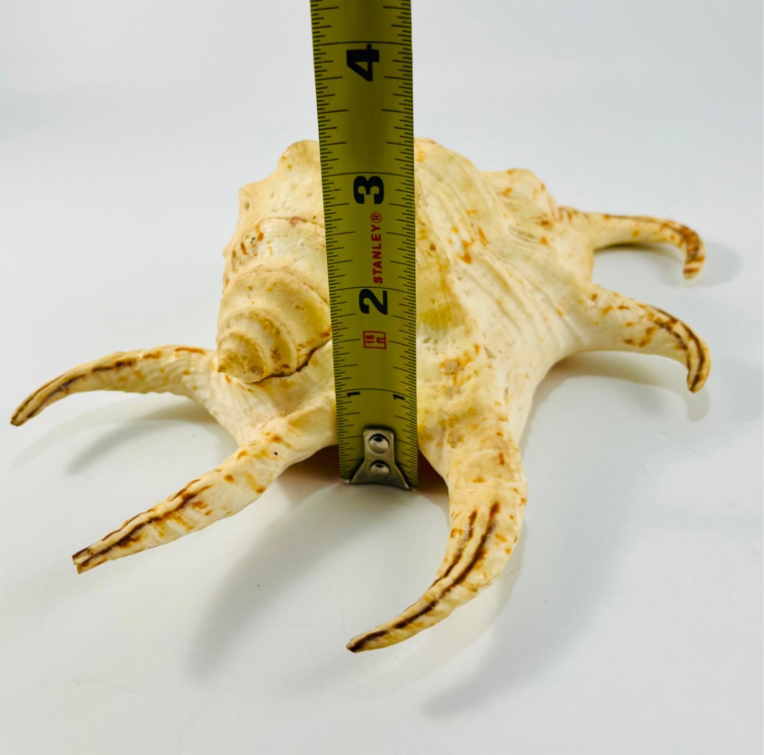 Lambis Chiragra Spider Seashell Conch Large 8.5" | eBay