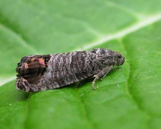 3 x Codling Moth Pheromone Attractant Lure Refill For Apple and Pear ...