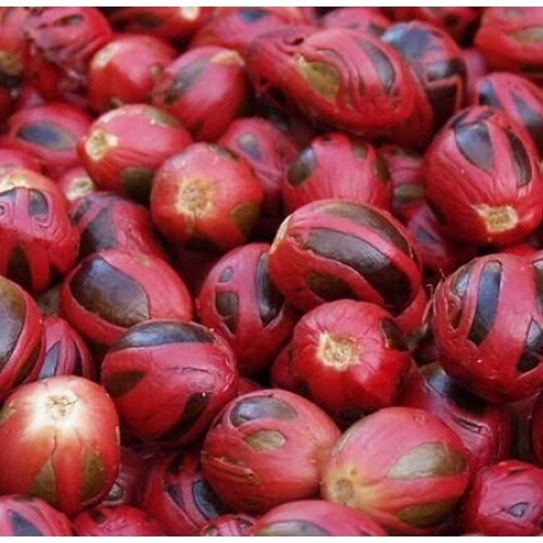 Grafteed Nutmeg Pala ( Myristica Fragrans ) Myristicaceae Tree Free ...