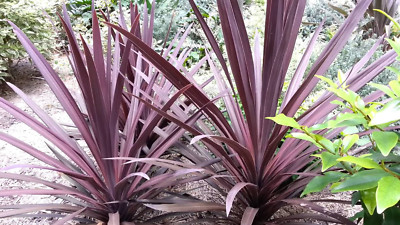 Purple Cabbage Tree Australis purpurea 30 Seeds | eBay
