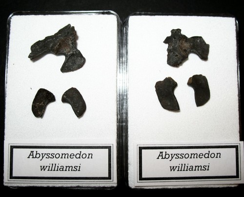 Permian parareptile Abyssomedon fossil collection Richards Spur display ...