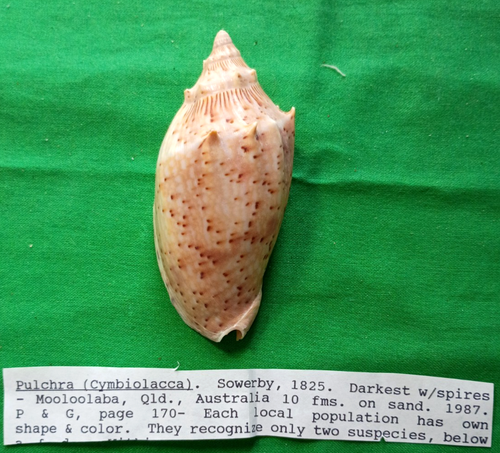 Voluta pulchra (Cymbiolacca pulchra) #M0408 Australia 86mm | eBay