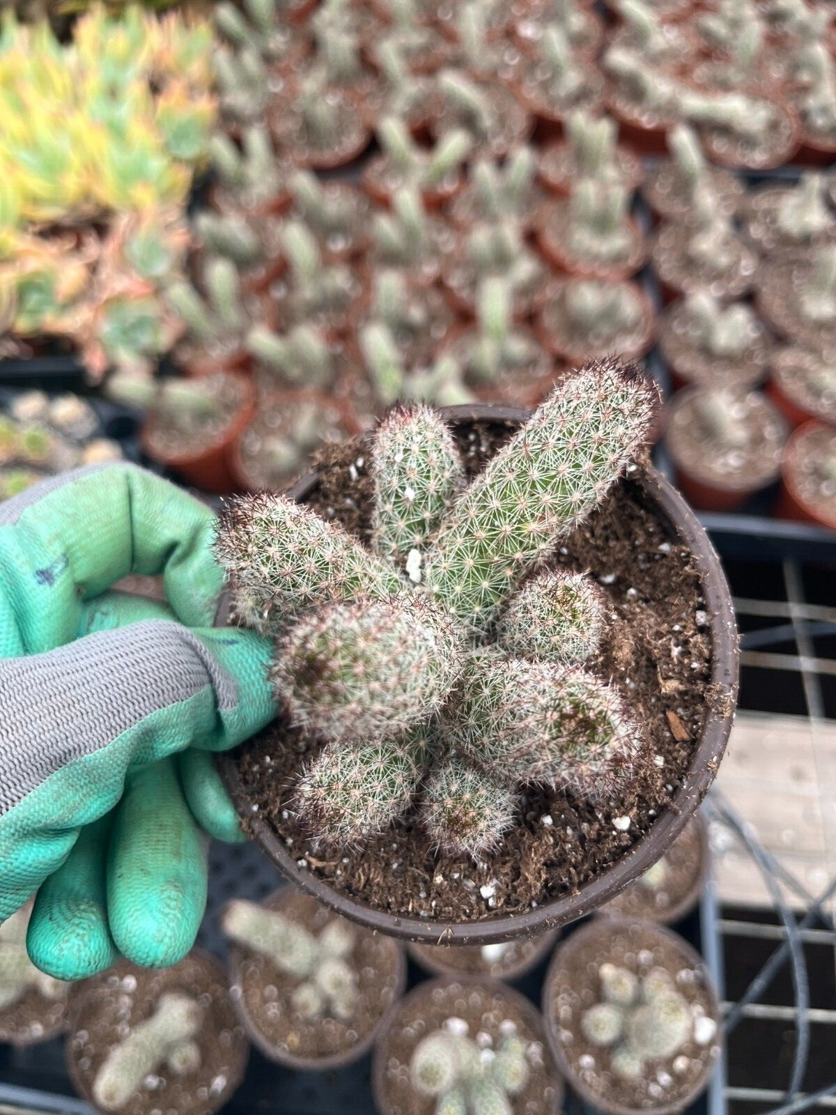 Mammillaria sphacelata ssp. viperina Cactus | eBay