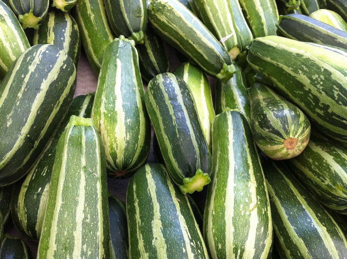 Zucchini Monza Grand Grilled Zucchini With Italian Seasoning