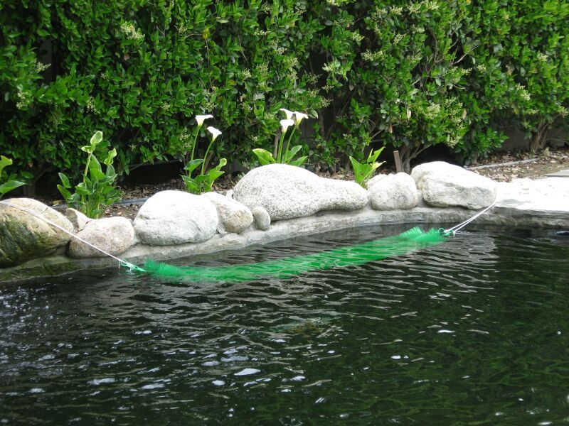 3x HUGE 105"LONG X5.5" PROFESSIONAL KOI CARP GOLDFISH POND FISH ...