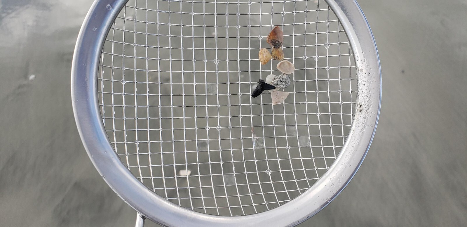 Sand Dipper Sea Shell Scooper for Beach Finding Shark Teeth Sea Glass ...