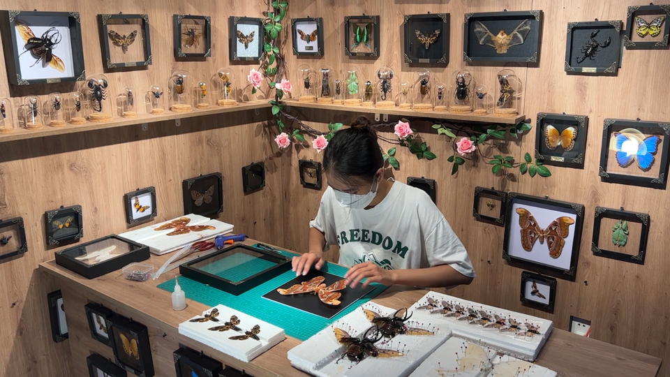 Framed Taxidermy Butterfly Beetle Cicada Bug Shadow Box Wall Decor | eBay