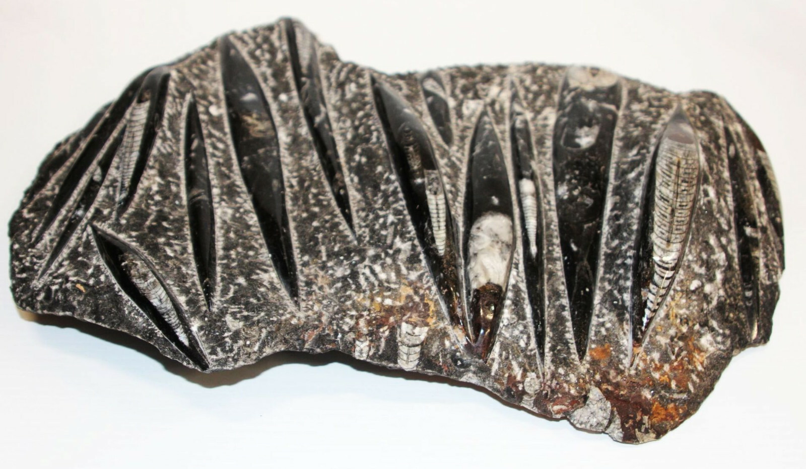 Orthoceras Fossil Plate Large 18" High Polish Cephalopod Squid Marine ...