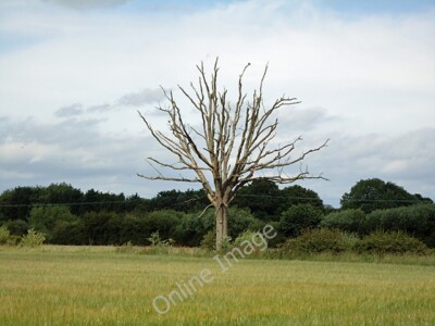 Photo 6x4 Dead tree on field boundary Dedham Heath Seen from Long Road ...